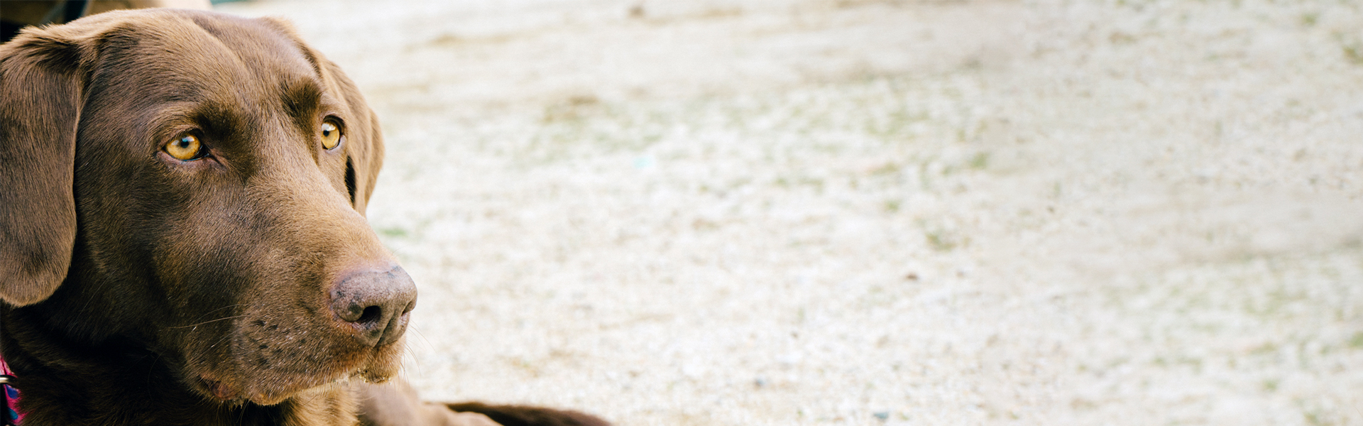 Worthy Dog Rescue – A nonprofit helping dogs living on chains, in ...
