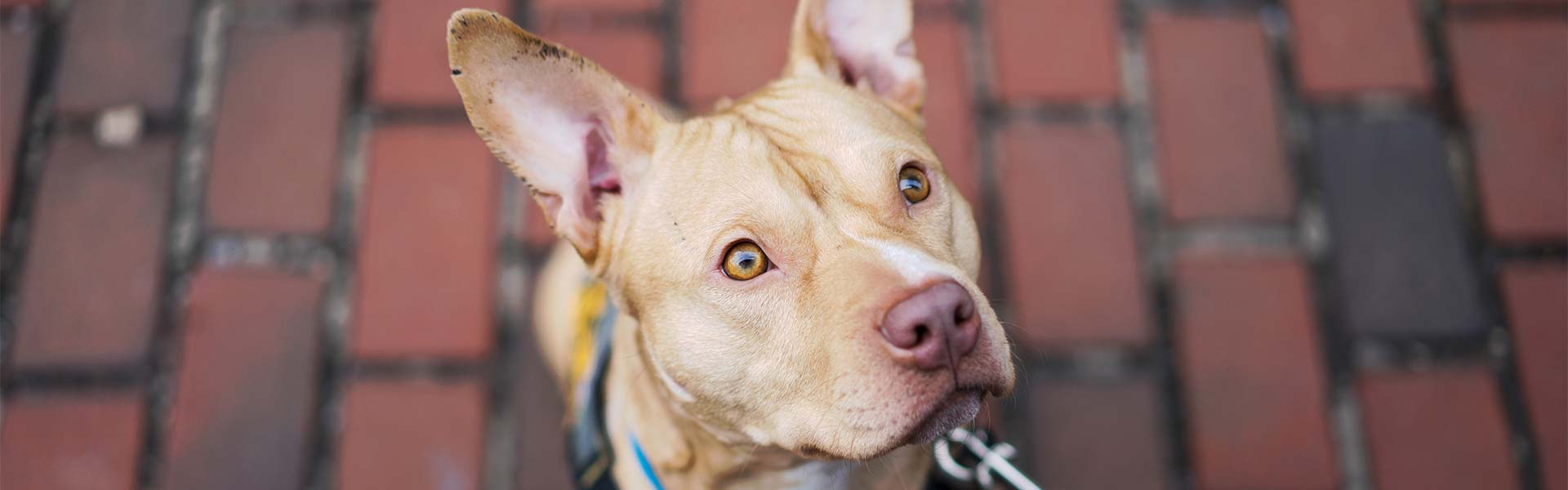 Worthy Dog Rescue – A nonprofit helping dogs living on chains, in ...