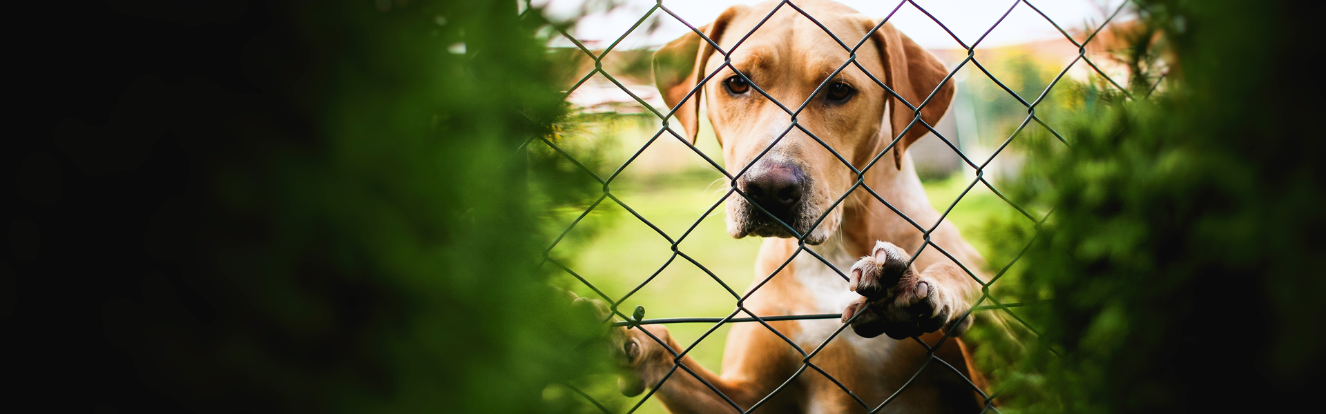 Worthy Dog Rescue – A nonprofit helping dogs living on chains, in ...
