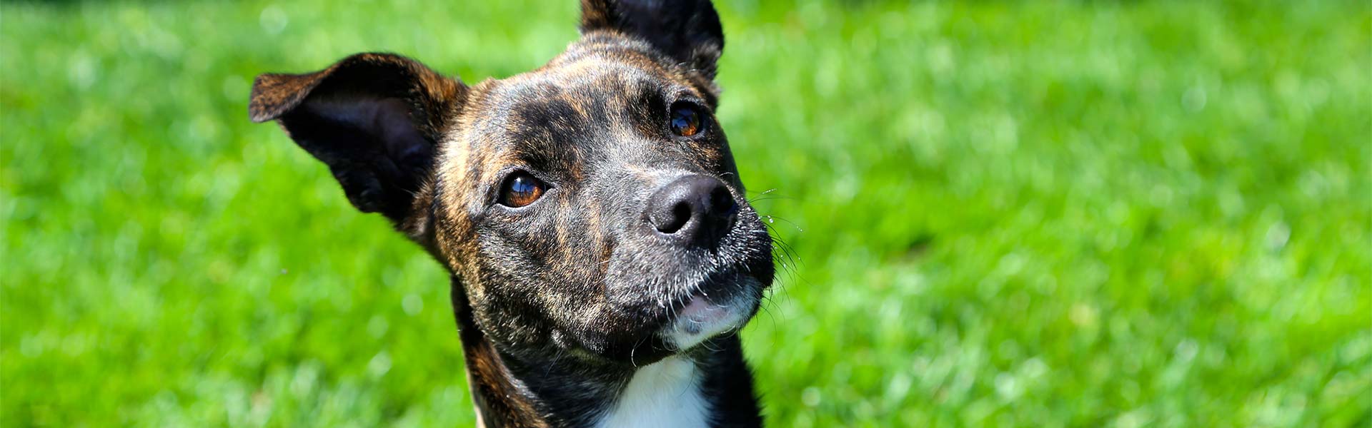 Worthy Dog Rescue – A nonprofit helping dogs living on chains, in ...
